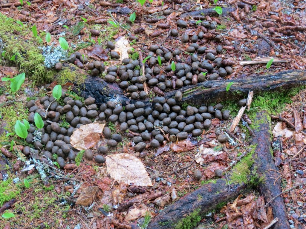 MOOSE POOPS | Kayak Fundy | FreshAir Adventure